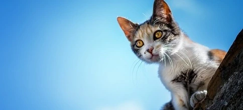 Prix Castration et Stérilisation chat : guide pour payer moins cher